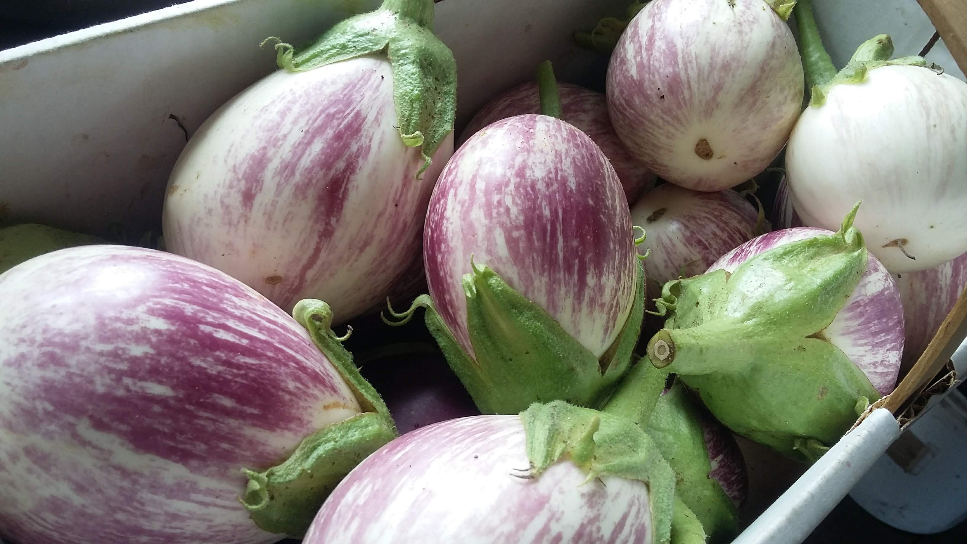 Fox Holler Farmstead – working hard at being simple