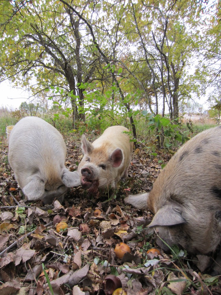Fox Holler Farmstead – working hard at being simple