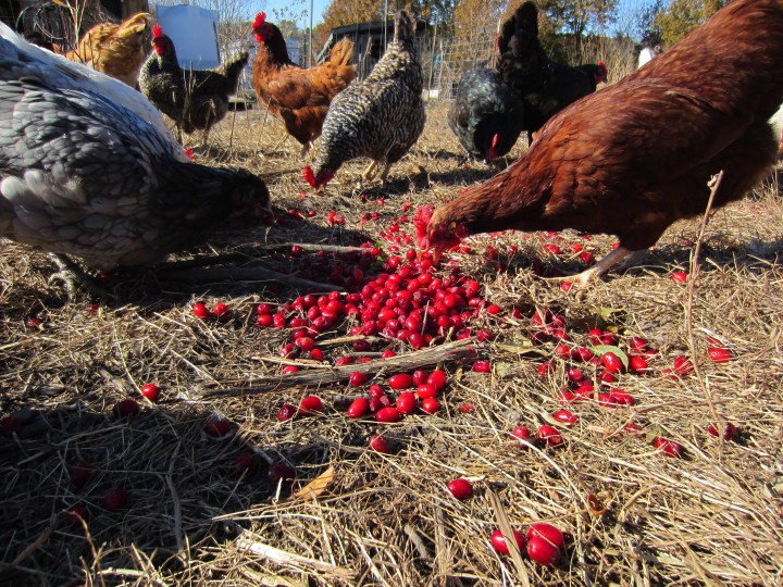 Fox Holler Farmstead – working hard at being simple