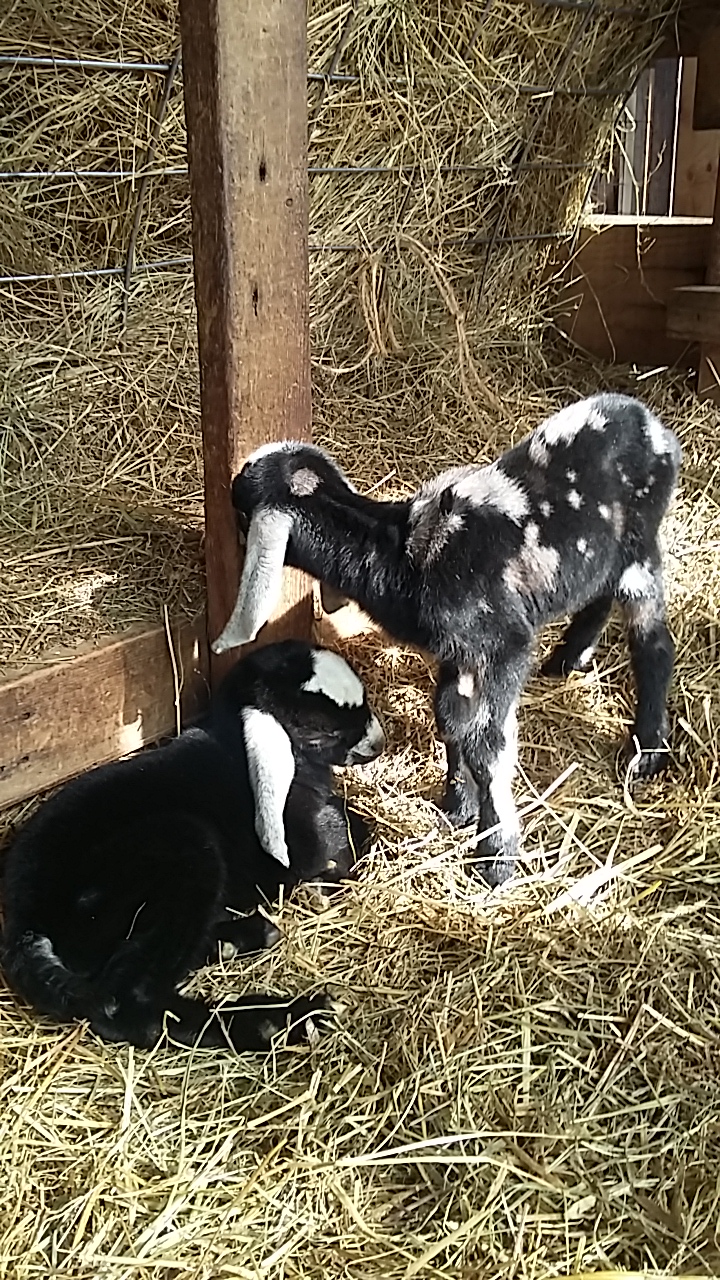 Baby Goats – Fox Holler Farmstead