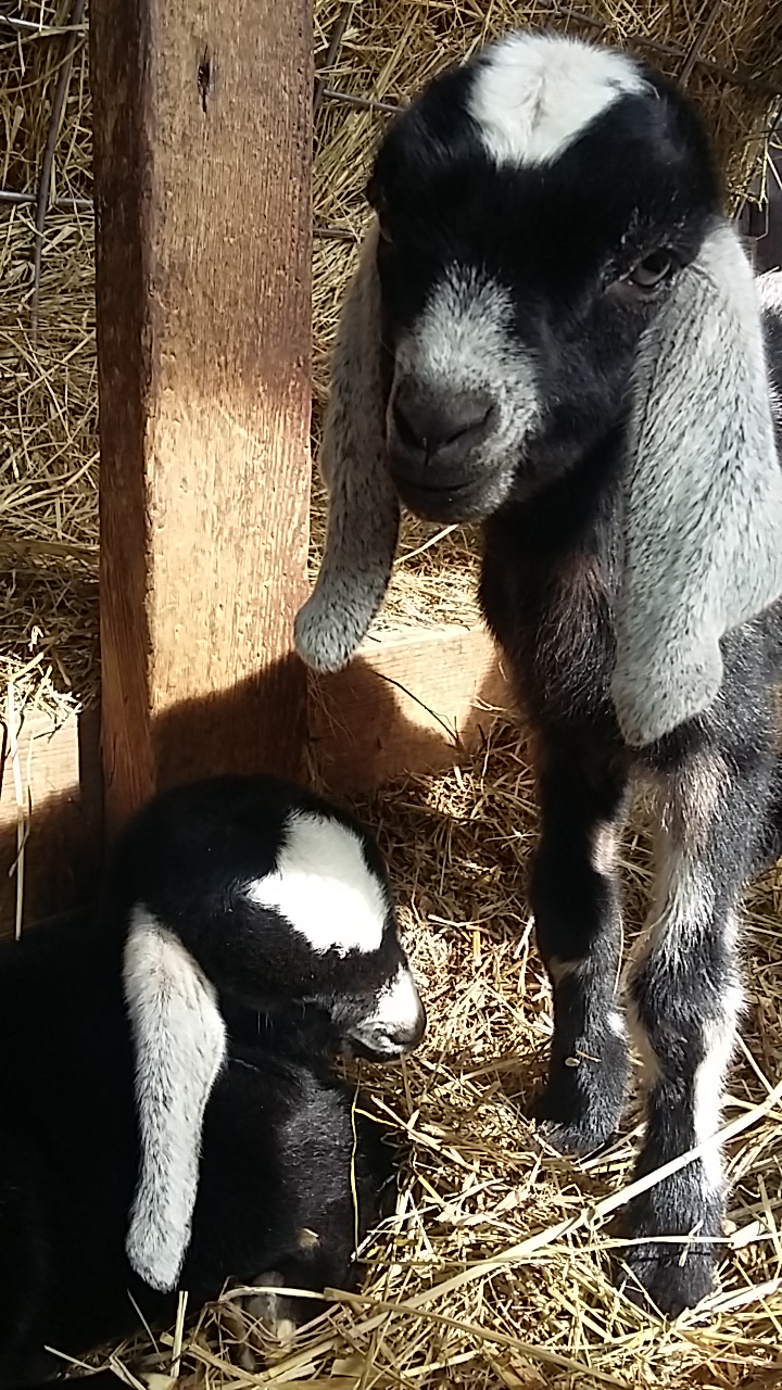Baby Goats – Fox Holler Farmstead