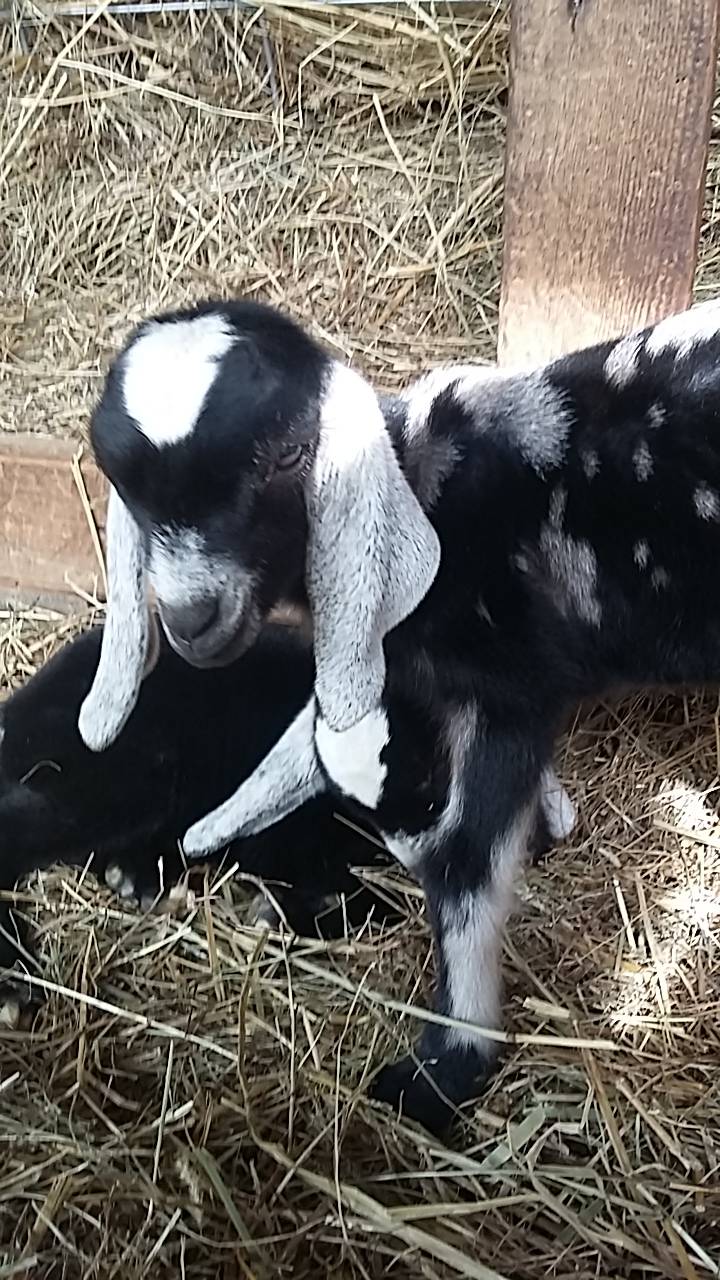 Baby Goats – Fox Holler Farmstead