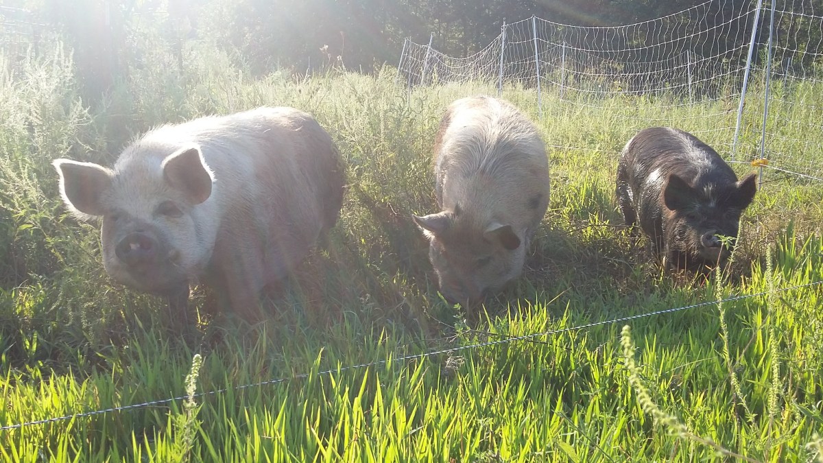 Fox Holler Farmstead – working hard at being simple