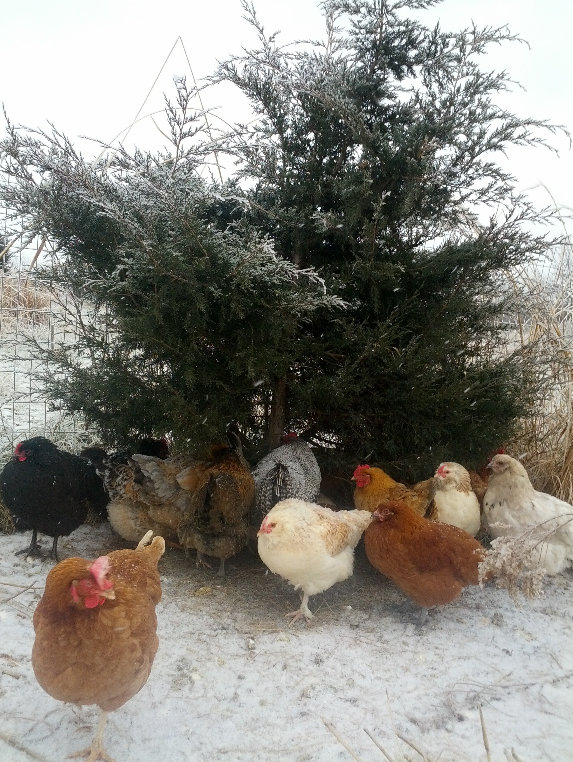 Trees and Shrubs for the Chicken Forest Garden – Fox Holler Farmstead