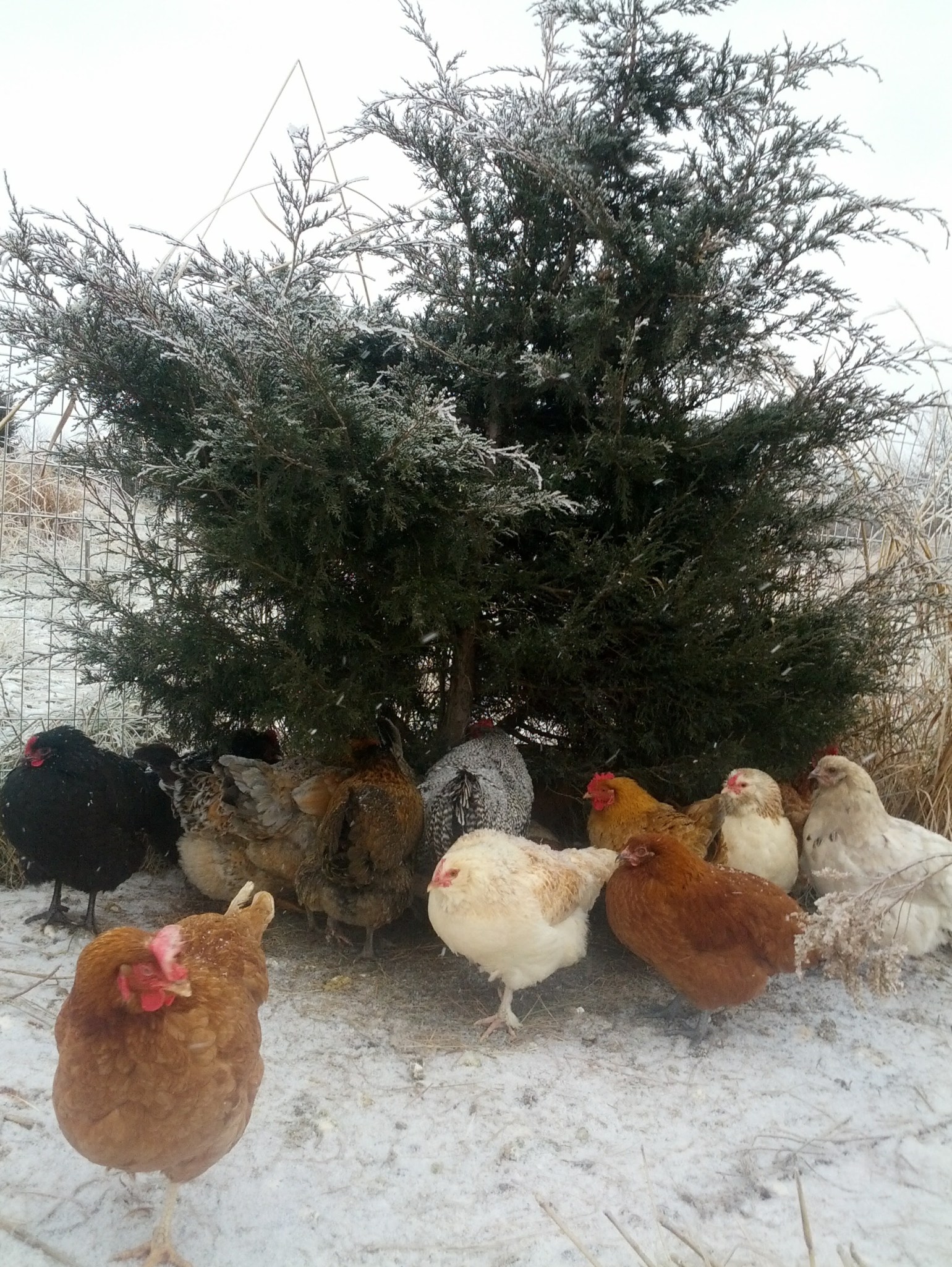 Trees and Shrubs for the Chicken Forest Garden – Fox Holler Farmstead