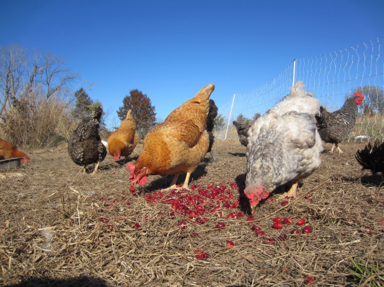 Trees and Shrubs for the Chicken Forest Garden – Fox Holler Farmstead