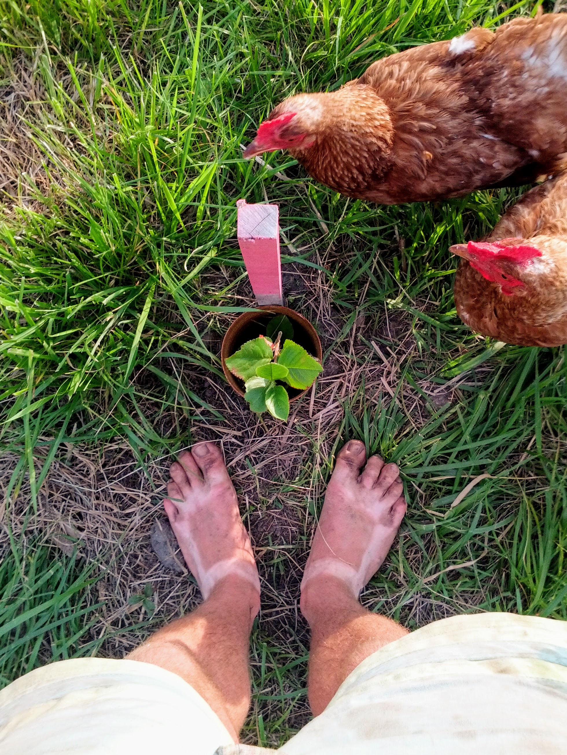 Trees and Shrubs for the Chicken Forest Garden – Fox Holler Farmstead