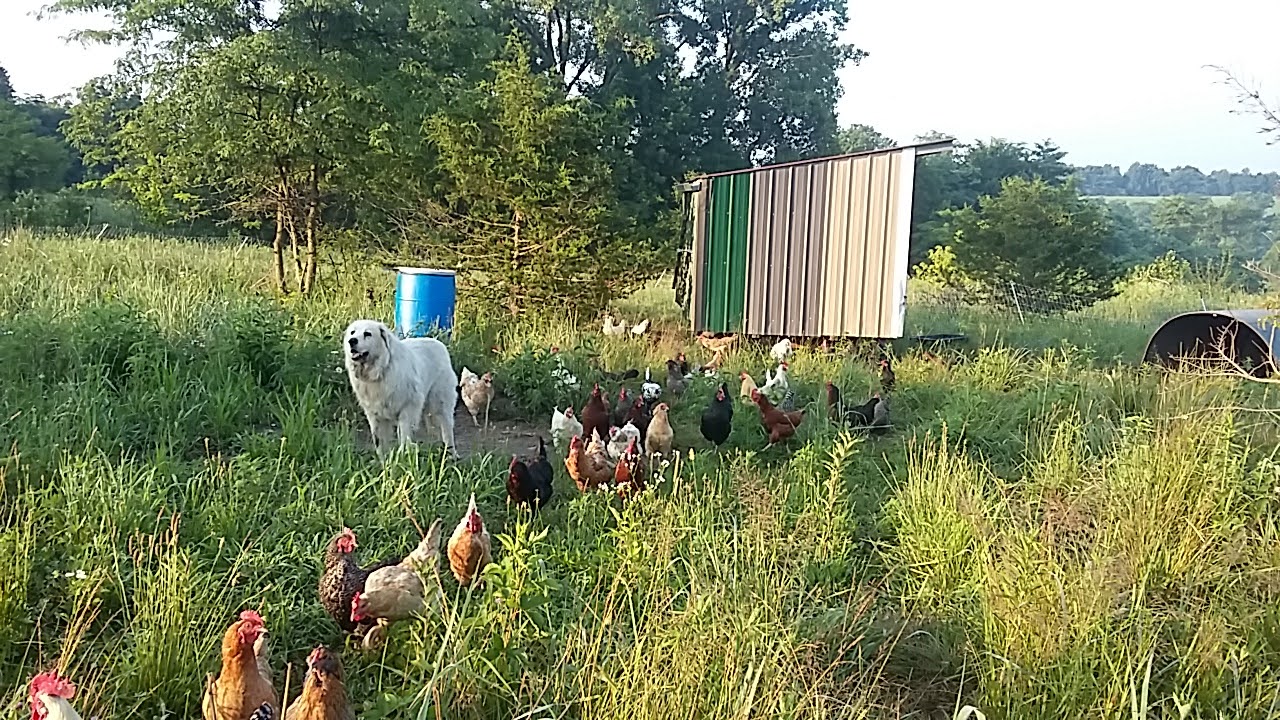 Trees and Shrubs for the Chicken Forest Garden – Fox Holler Farmstead