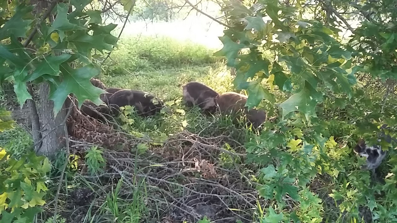 Seven Trees to Plant for You and Your Pigs – Fox Holler Farmstead