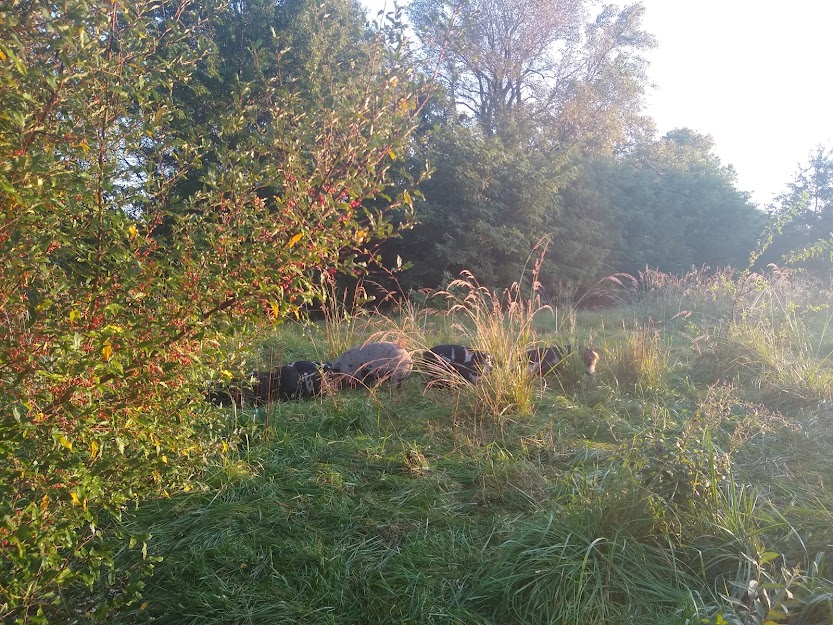 Seven Trees to Plant for You and Your Pigs – Fox Holler Farmstead