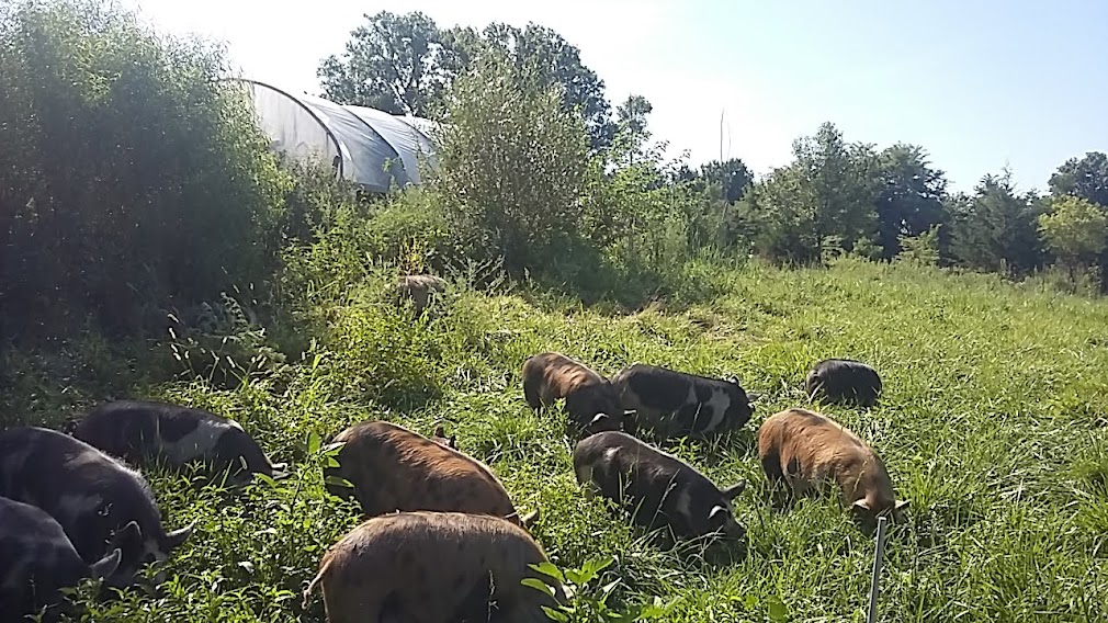 Seven Trees to Plant for You and Your Pigs – Fox Holler Farmstead